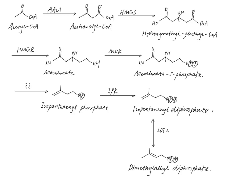 Archaea - Biology and Biochemistry for MCAT PDF Download
