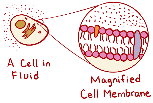 Fluid Mosaic Model - Biology for MCAT PDF Download