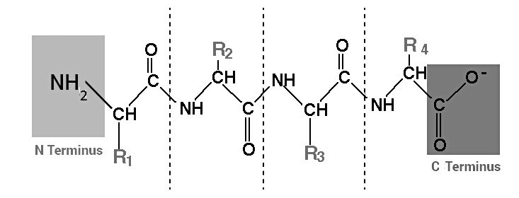Peptides: Definition, Types and Applications | Chemistry for ACT