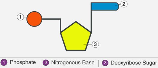 DNA structure and Replication - Anthropology Optional for UPSC PDF Download