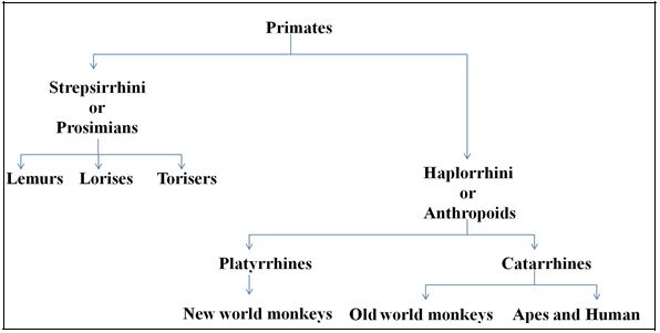 Primate Taxonomy - Notes | Study Anthropology for UPSC Optional - UPSC