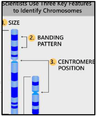 Cytogenetic Method (Chromosomal and karyo-Type Analysis) - Anthropology ...