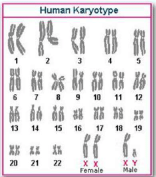 Cytogenetic Method (Chromosomal and karyo-Type Analysis) - Anthropology ...