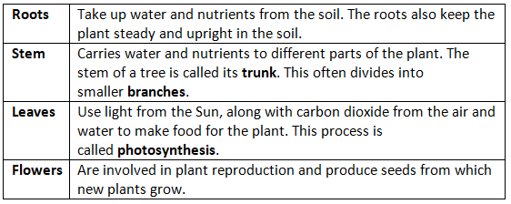The structure of plants - Year 3 Science PDF Download