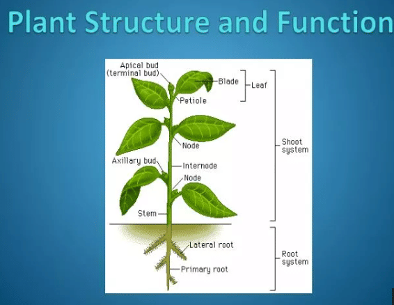The structure of plants - Year 3 Science PDF Download