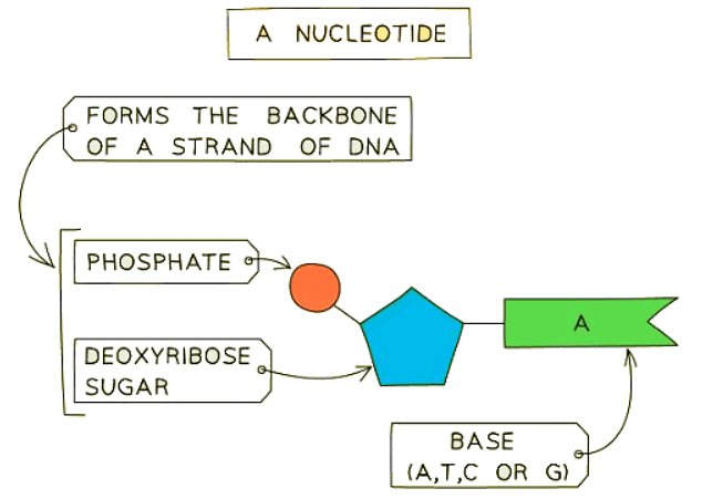 DNA Structure - Biology for GCSE/IGCSE - Year 11 PDF Download