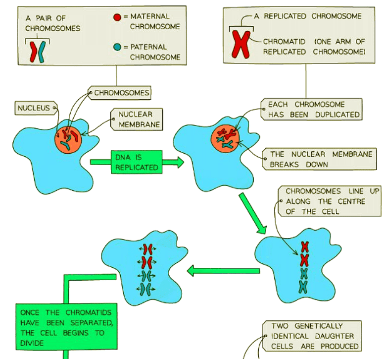 Mitosis - Biology for GCSE/IGCSE - Year 11 PDF Download