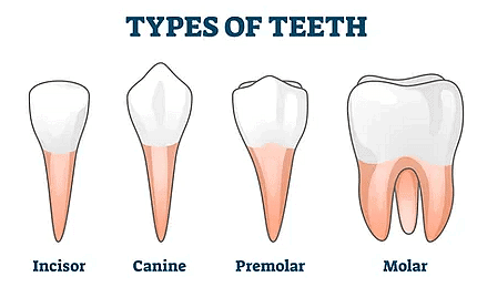 Teeth and Digestion - Biology for GCSE/IGCSE - Year 11 PDF Download