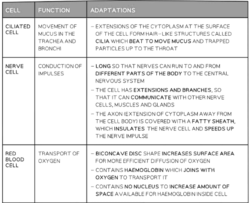 Organisation of Cells - Biology for GCSE/IGCSE - Year 11 PDF Download