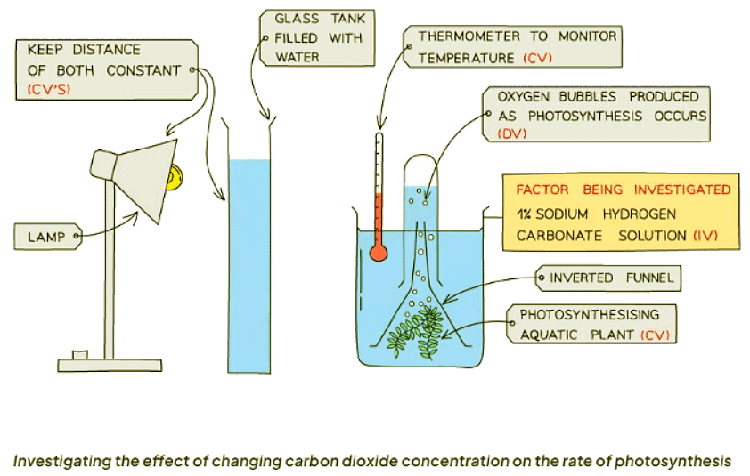 Investigating the Rate of Photosynthesis - Biology for GCSE/IGCSE ...