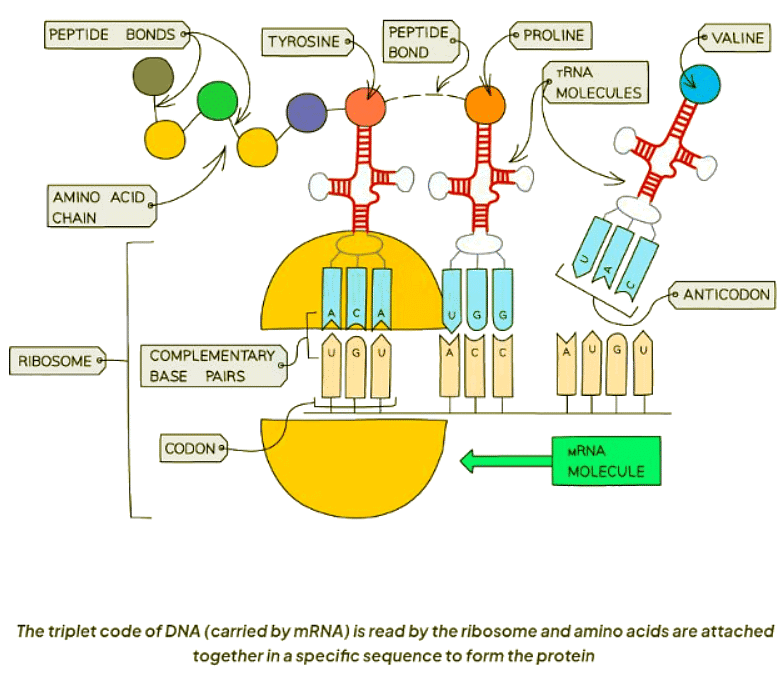 Protein Synthesis Biology For Gcse Igcse Year 11 Pdf Download