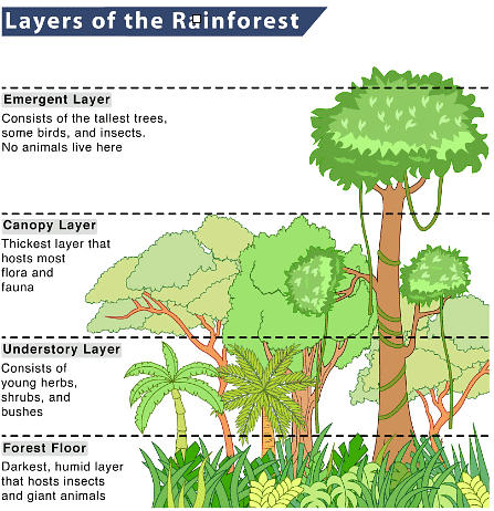 Ecosystem Characteristics - Geography for GCSE/IGCSE - Year 11 PDF Download