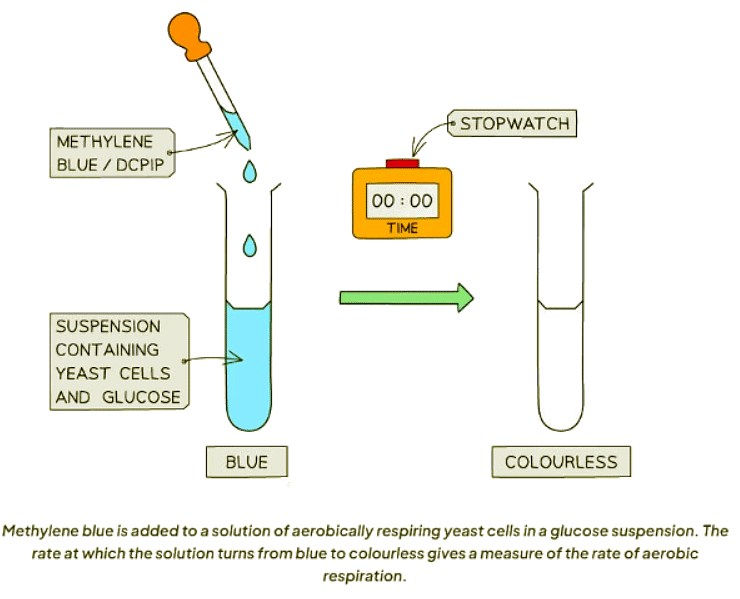 Respiration in Cells - Biology for GCSE/IGCSE - Year 11 PDF Download