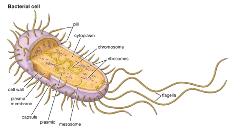 Cell Structure - Biology for GCSE/IGCSE - Year 11 PDF Download