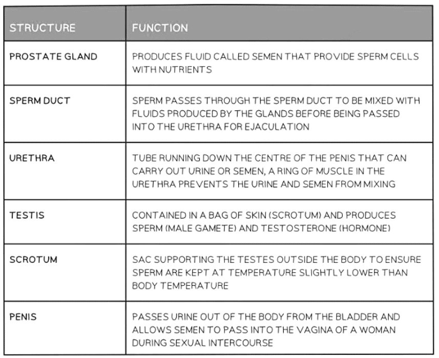 Sexual Reproduction in Humans - Biology for GCSE/IGCSE - Year 11 PDF ...