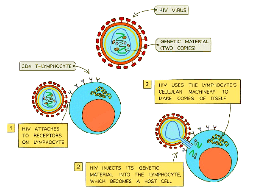 Sexually Transmitted Infections - Biology for GCSE/IGCSE - Year 11 PDF ...