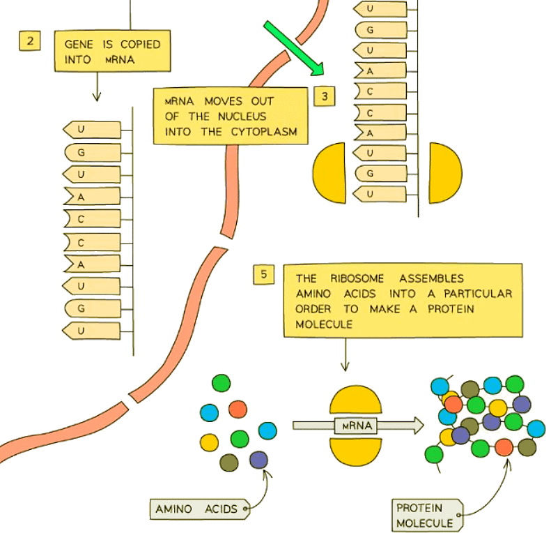 Protein Synthesis - Biology for GCSE/IGCSE - Year 11 PDF Download