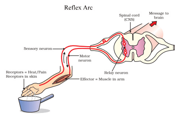 The Reflex Arc - Biology for GCSE/IGCSE - Year 11 PDF Download