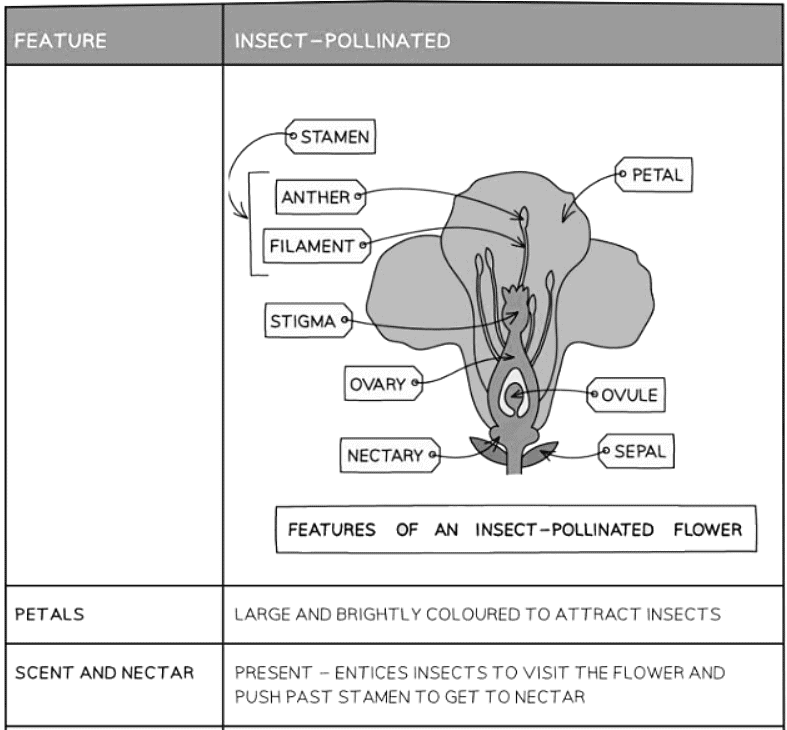 Sexual Reproduction in Plants - Biology for GCSE/IGCSE - Year 11 PDF ...