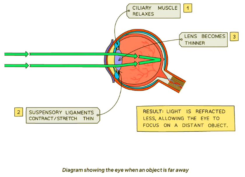 The Eye - Biology for GCSE/IGCSE - Year 11 PDF Download