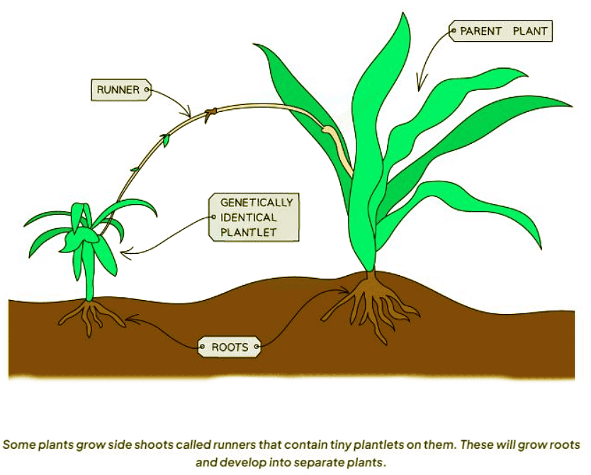 Asexual Reproduction - Biology for GCSE/IGCSE - Year 11 PDF Download