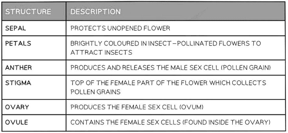 Sexual Reproduction in Plants - Biology for GCSE/IGCSE - Year 11 PDF ...