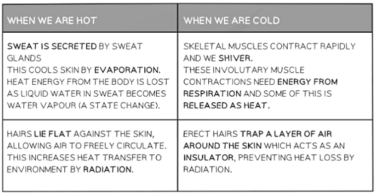 Homeostasis: Temperature Control - Biology for GCSE/IGCSE - Year 11 PDF ...