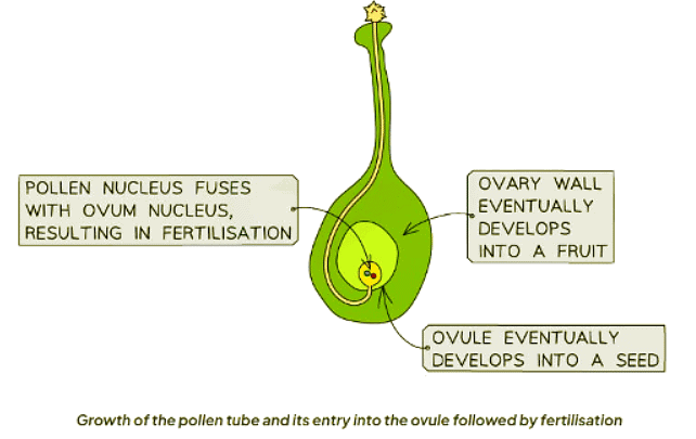 Sexual Reproduction in Plants - Biology for GCSE/IGCSE - Year 11 PDF ...