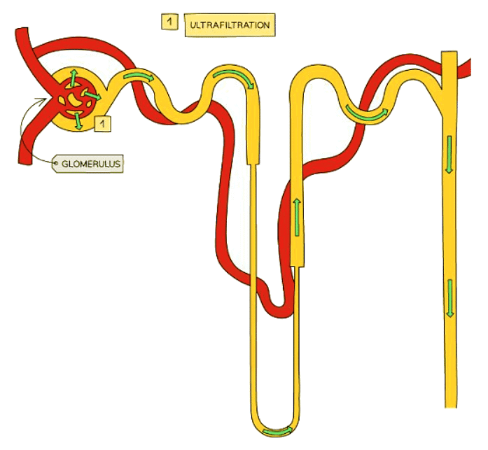The Kidney - Biology for GCSE/IGCSE - Year 11 PDF Download