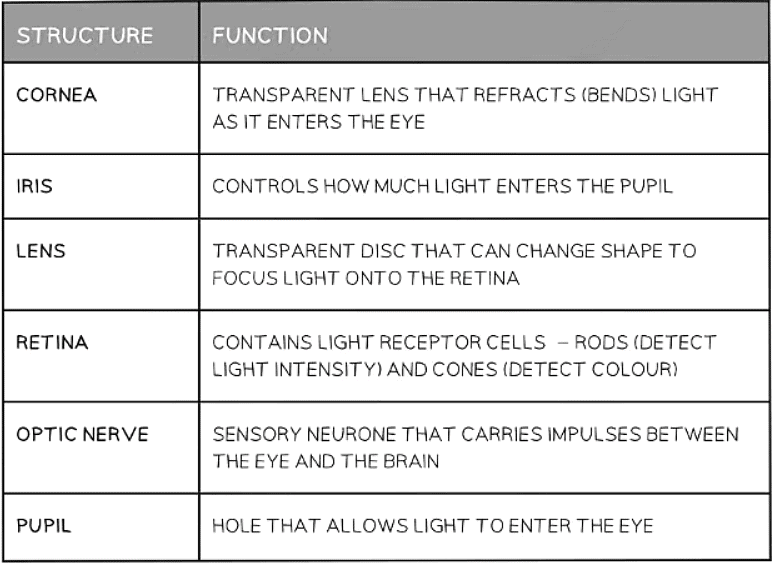 The Eye - Biology for GCSE/IGCSE - Year 11 PDF Download