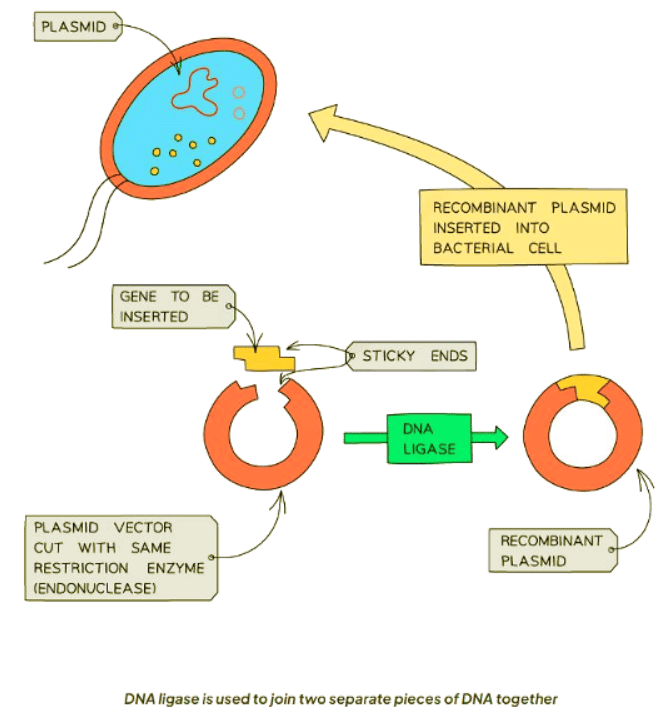 Genetic Modification - Biology for GCSE/IGCSE - Year 11 PDF Download