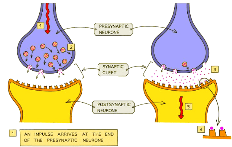 The Synapse - Biology for GCSE/IGCSE - Year 11 PDF Download
