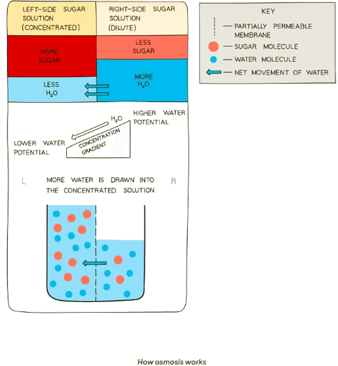 Osmosis in Animals and Plants - Biology for GCSE/IGCSE - Year 11 PDF ...