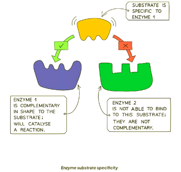 Enzymes - Biology for GCSE/IGCSE - Year 11 PDF Download