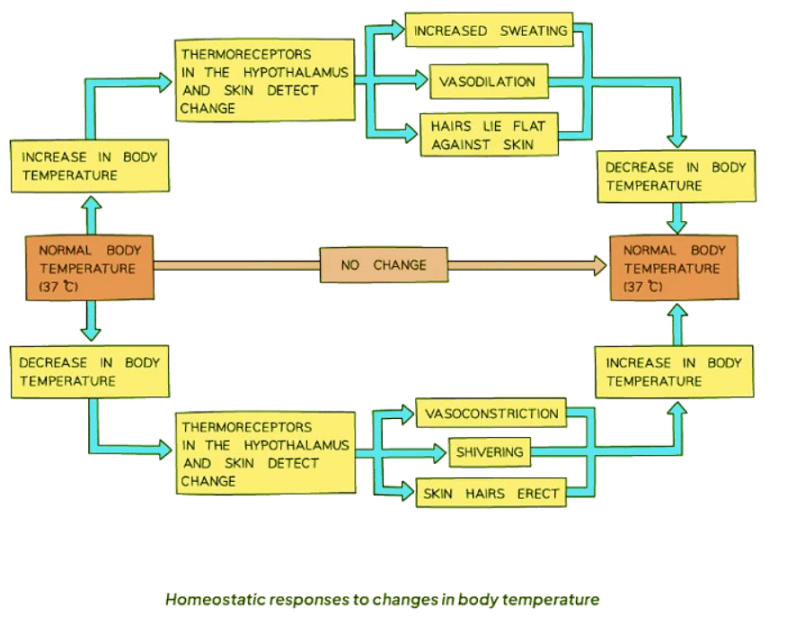 Homeostasis: Temperature Control - Biology for GCSE/IGCSE - Year 11 PDF ...