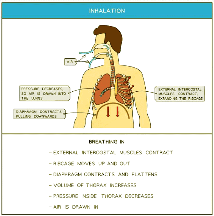Volume and Pressure Changes in the Lungs - Biology for GCSE/IGCSE ...