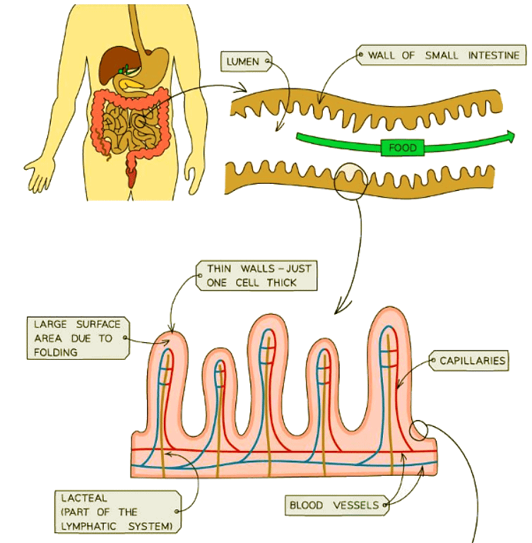Adaptations of the Small Intestine - Biology for GCSE/IGCSE - Year 11 ...