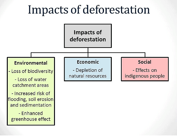 Deforestation of Tropical Rainforest - Geography for GCSE/IGCSE - Year ...