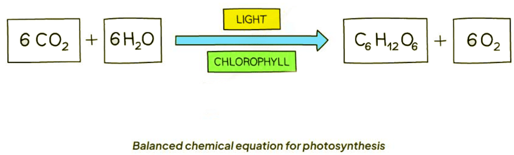 Photosynthesis Chemical Equation - Biology for GCSE/IGCSE - Year 11 PDF ...