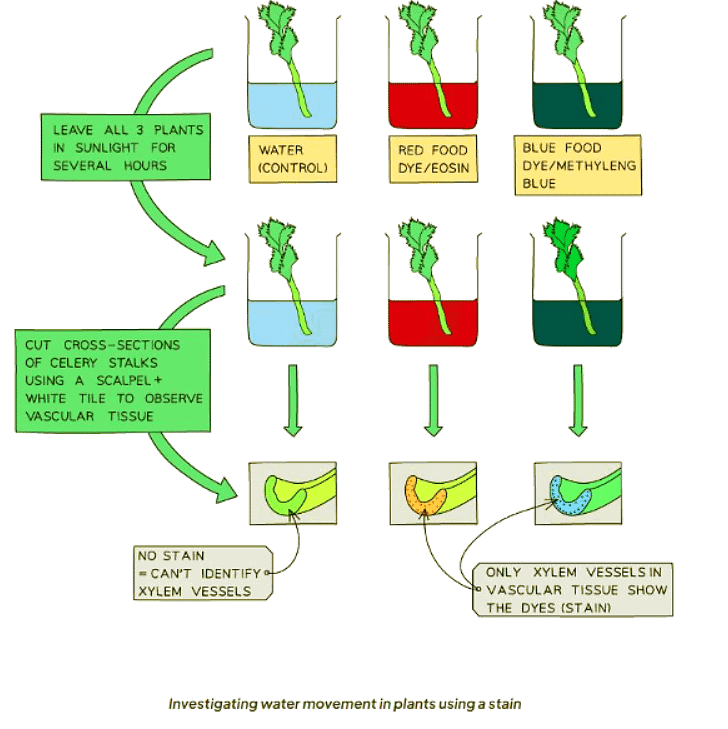 Pathway Taken by Water - Biology for GCSE/IGCSE - Year 11 PDF Download