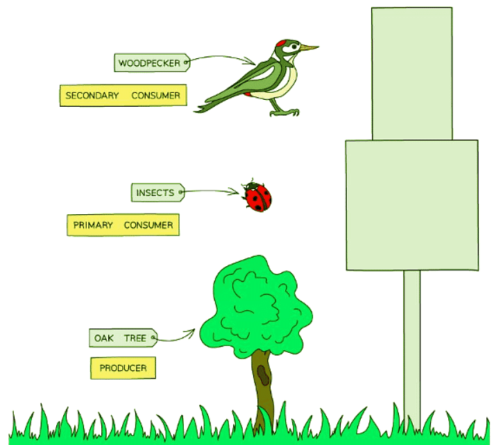Pyramids of Number and Biomass - Biology for GCSE/IGCSE - Year 11 PDF ...