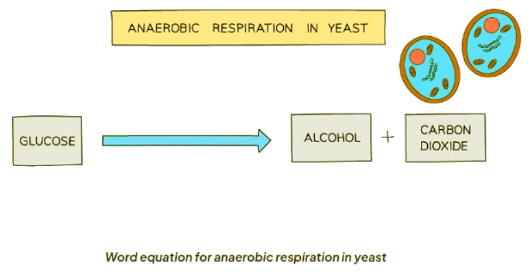 Anaerobic Respiration - Biology for GCSE/IGCSE - Year 11 PDF Download