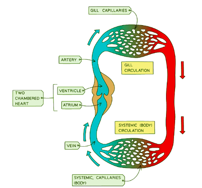 Circulatory System - 2 - Biology for GCSE/IGCSE - Year 11 PDF Download