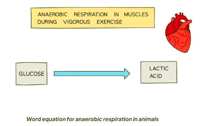 Anaerobic Respiration - Biology for GCSE/IGCSE - Year 11 PDF Download