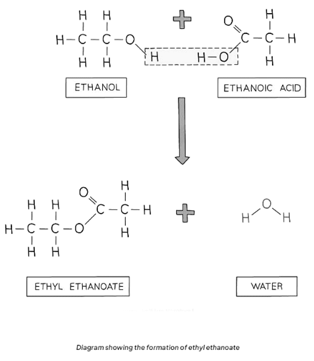 Ethanoic Acids and Esterification Reactions - Chemistry for Grade 11 ...