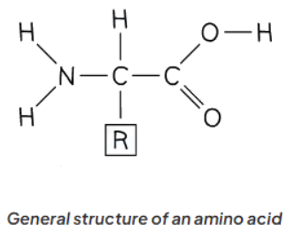 Proteins - Chemistry for Grade 11 (IGCSE) PDF Download