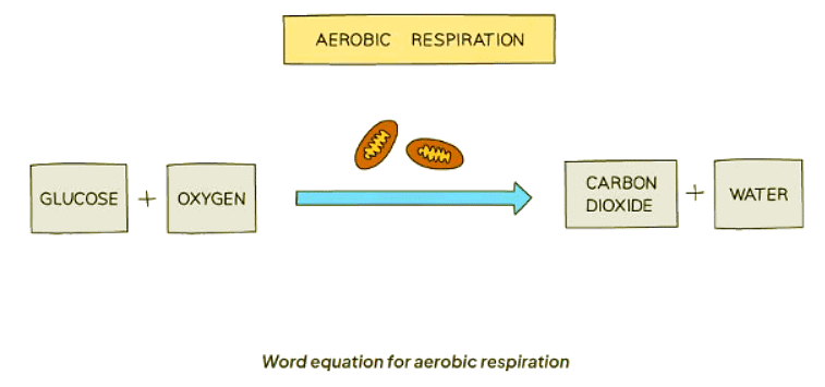 Aerobic Respiration - Biology for GCSE/IGCSE - Year 11 PDF Download