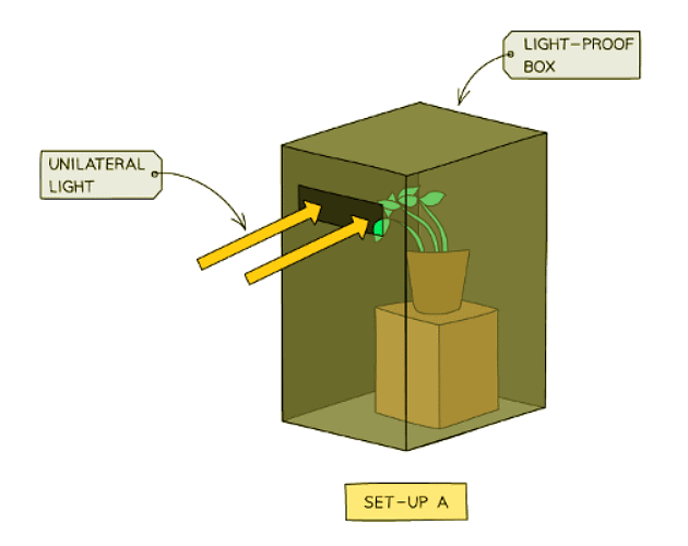 Tropisms - Biology for GCSE/IGCSE - Year 11 PDF Download