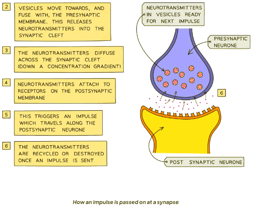 The Synapse - Biology for GCSE/IGCSE - Year 11 PDF Download