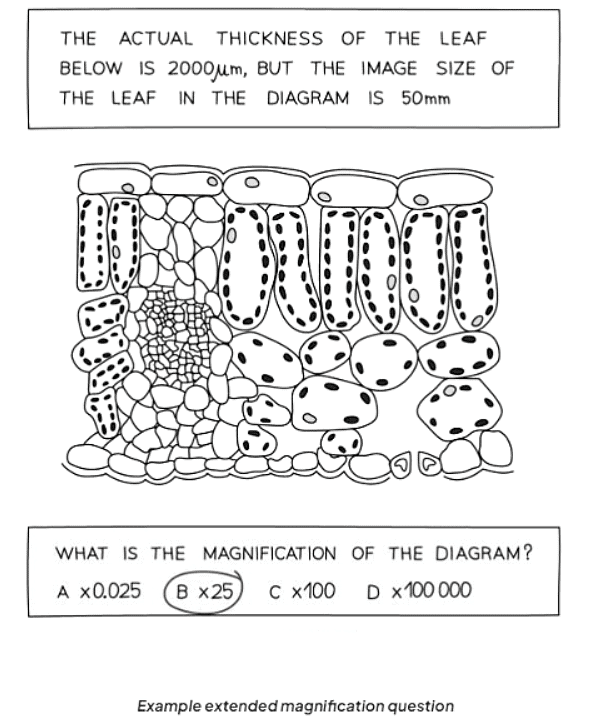 Converting Between Units - Biology for GCSE/IGCSE - Year 11 PDF Download